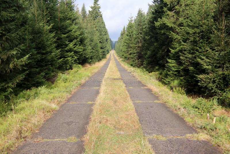 Long Straight Path through a Spruce Forest Stock Photo - Image of ...