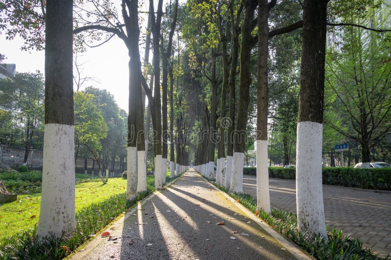 Long straight path road stock image. Image of light - 312986841