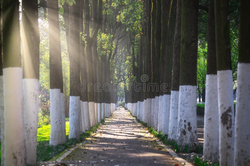 Long straight path road stock image. Image of bending - 312986847