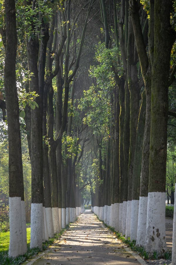 Long straight path road stock image. Image of slab, tree - 312986855