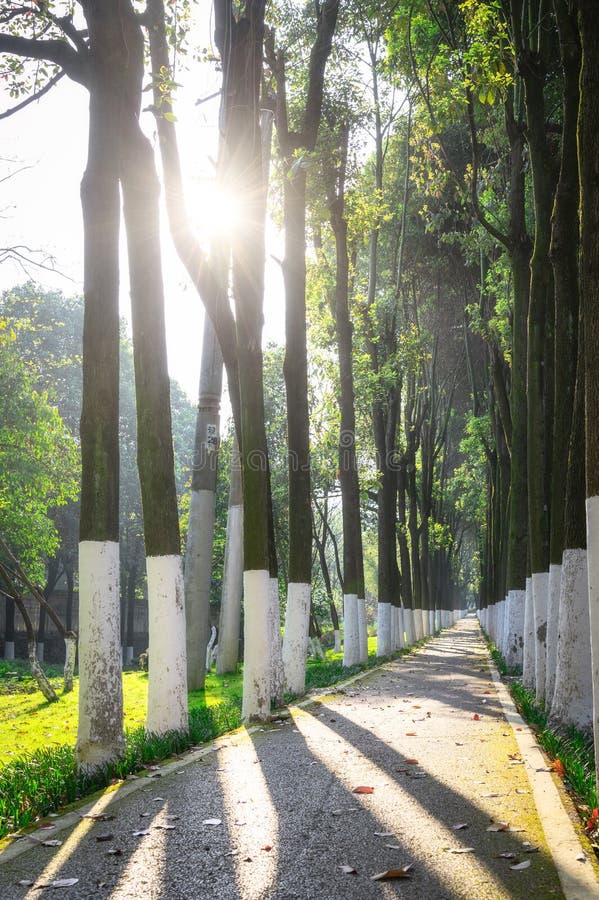 Straight path road stock image. Image of road, nature - 312986873