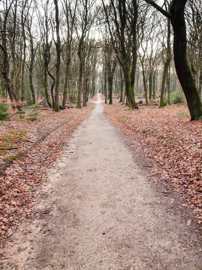 Long Straight Path through Woods Stock Photo - Image of bend, natural ...