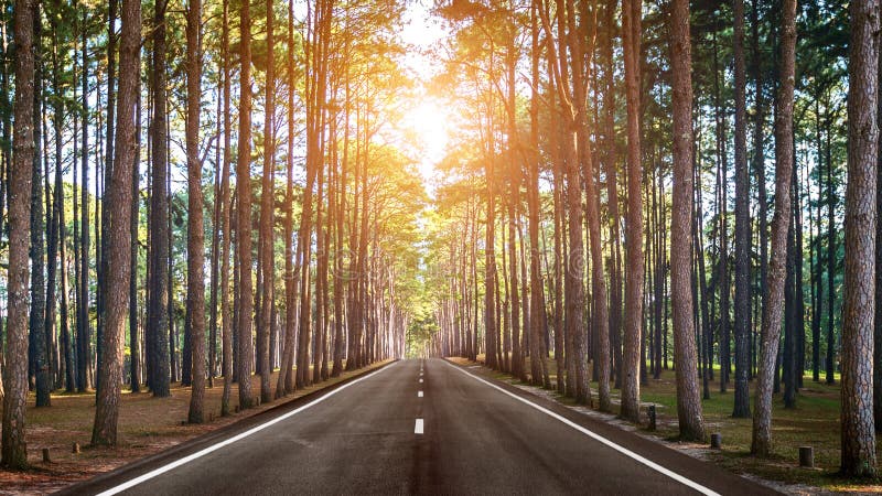 A Long Straight Road in Forest Stock Image - Image of highway ...