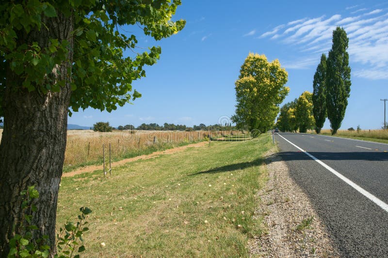 Long Straight Road Lined with Tall Trees Stock Image - Image of long ...