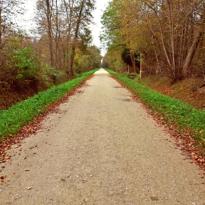 Road, Path, Way, Lane in Beautiful Summer Green Forest Stock Image ...