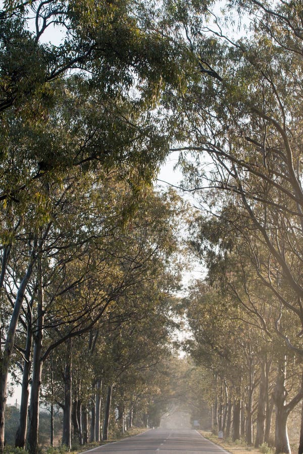 Long straight road stock photo. Image of asphalt, endless - 105998140