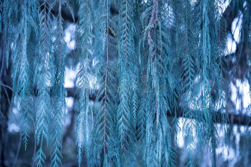 Long Strands of Tree Branches Fill the Frame. Background, Texture of ...