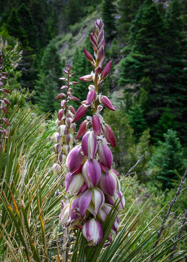 Long Strang of Purple Yucca Flowers Stock Photo - Image of dunes, ivory ...