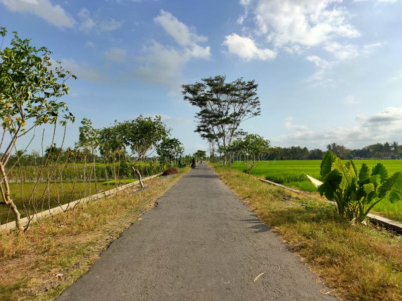 Long street green growth stock image. Image of long - 200182825