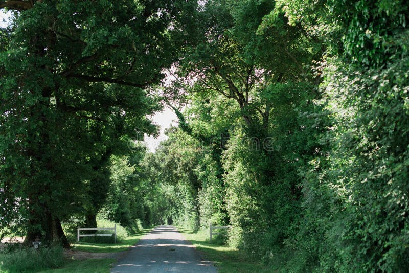 Long Street Lined with Large Green Trees Stock Photo - Image of leaf ...
