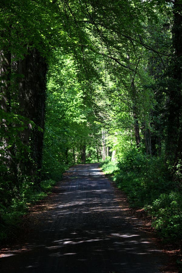 A long street in a park stock photo. Image of street - 181922646