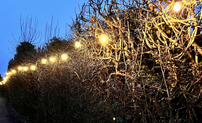 Rope Lights stock image. Image of lights, glow, rope - 306244917