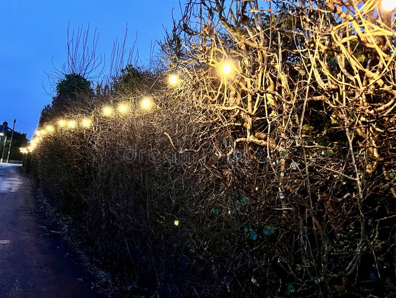 Rope Lights stock image. Image of hedge, lights, long - 306244947