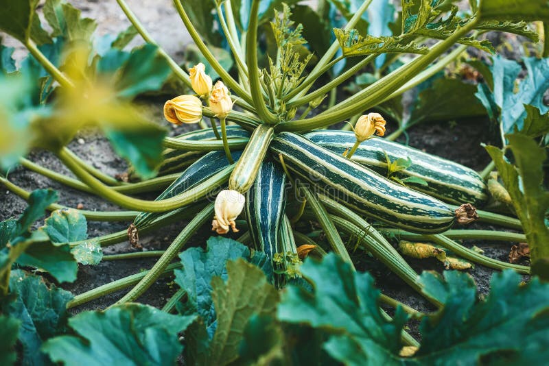 Long Striped Zucchini or Vegetable Marrow in the Garden Stock Image ...