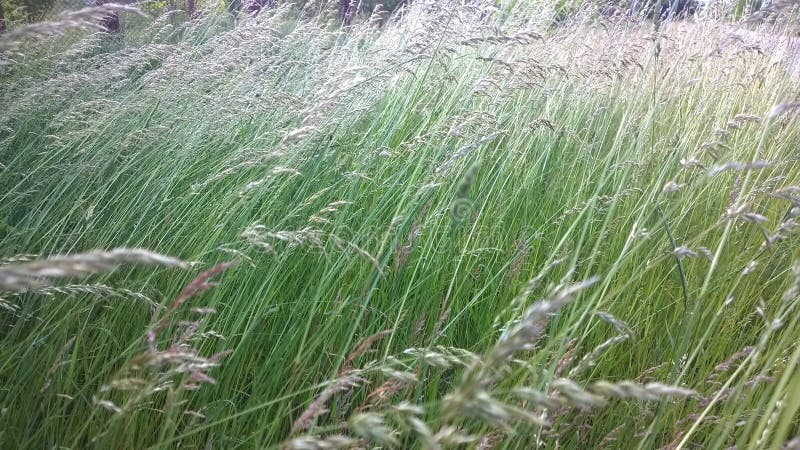 Long summer dry grass stock photo. Image of fresh, countryside - 94161546