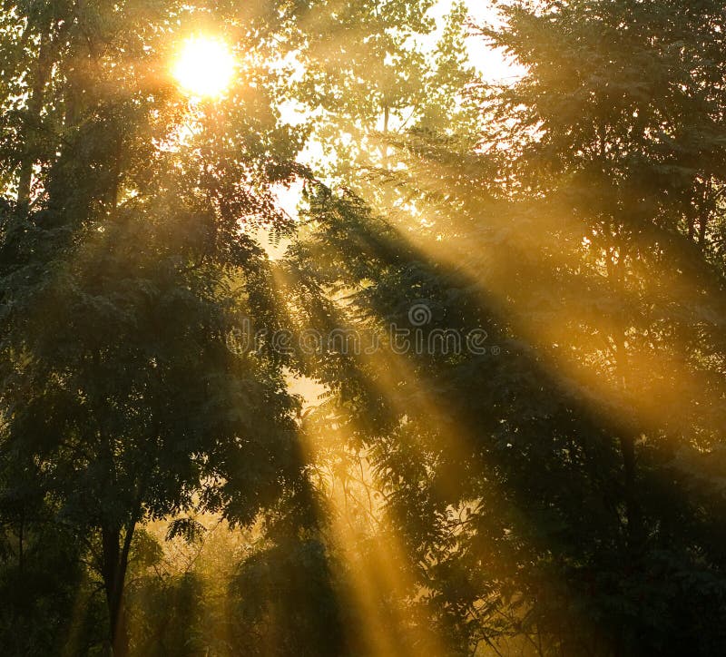 Long sun rays stock image. Image of long, backyard, forest - 6610909