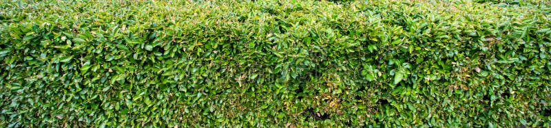 Long Surface of Green Hedge Stock Image - Image of backdrop, design ...