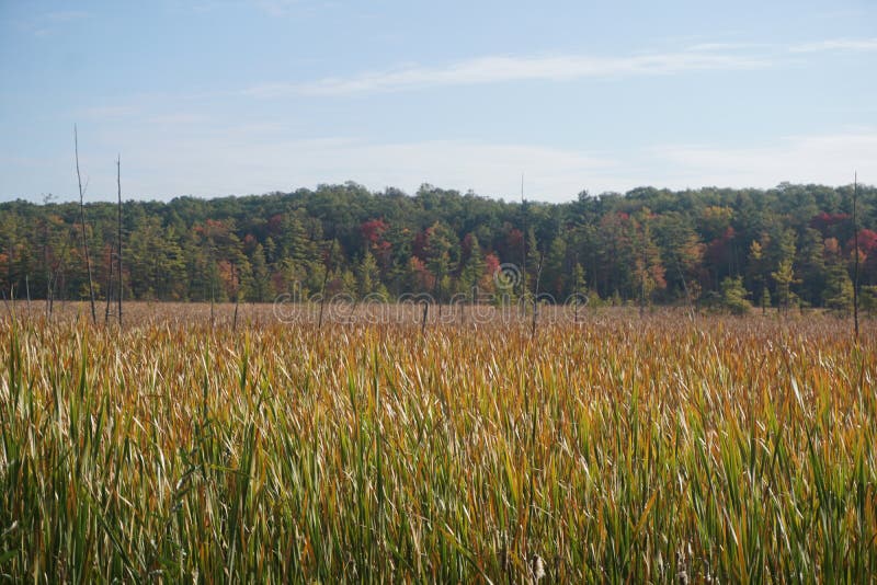 Long Swamp Grass in the Morning Sun in Fall Stock Image - Image of ...