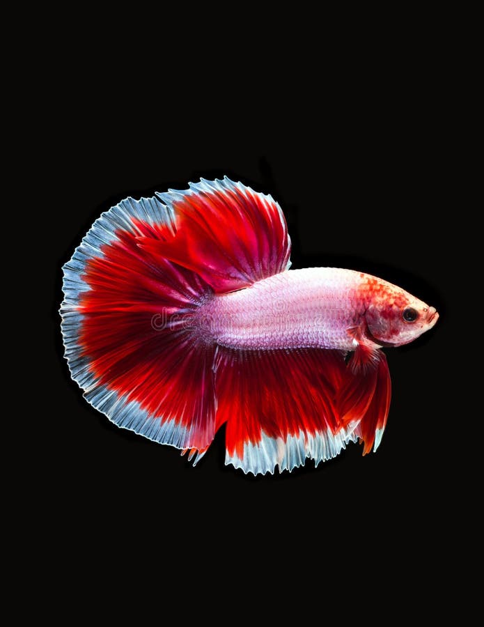 Long Tail Betta Fish stock image. Image of animal, wing - 240047675