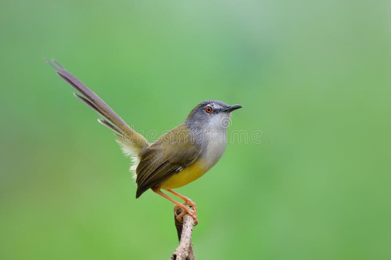 Long Tail Bird with Yellow Belly and Grey Head, Yellow-bellied Prinia ...