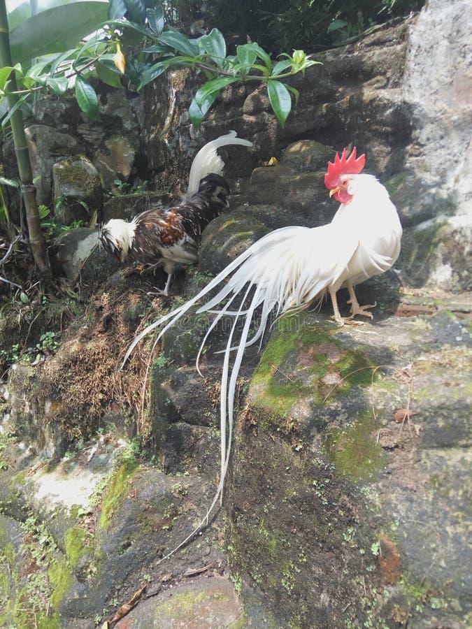 Long Tail Chicken Playing Up on the Rocks Stock Image - Image of rocks ...