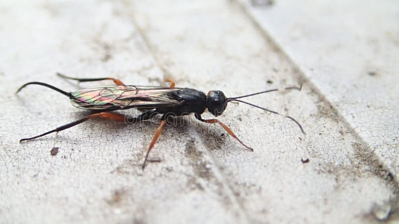 Long Tail Insect Waiting and Leaving Stock Video - Video of long ...