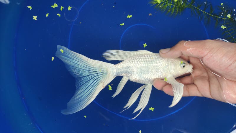 Long Tail Japanese Platinum Koi Fish, it& X27;s Very Beautiful Stock ...