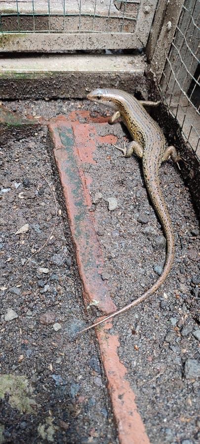Lizard stock image. Image of yard, long, lizard, tail - 273077631