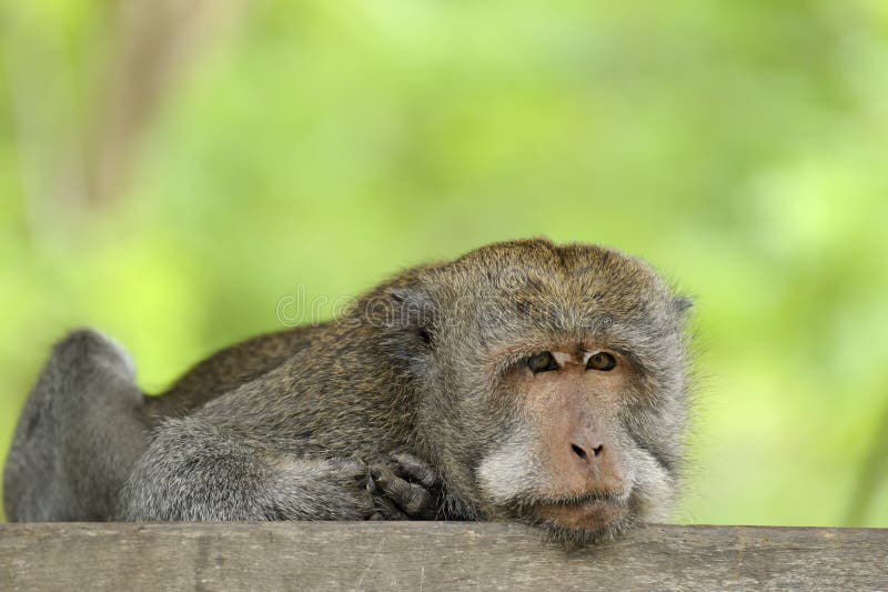 Long tail macaque stock image. Image of mammal, tail - 21876795