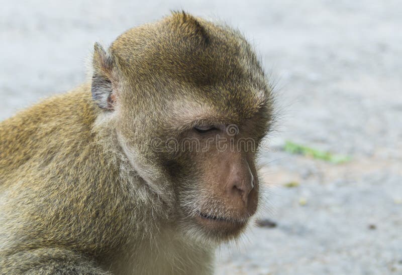 Long tail macaque stock photo. Image of nature, wildlife - 41999696