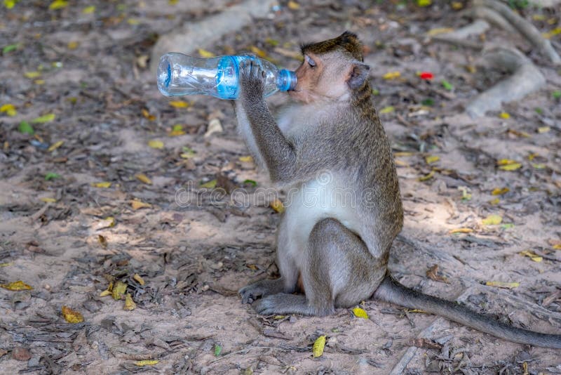 The Long Tail Macaque Monkey Drinks from an Empty Plastic Bottle in the ...