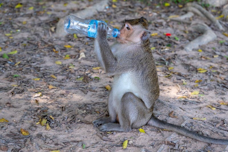 The Long Tail Macaque Monkey Drinks from an Empty Plastic Bottle in the ...