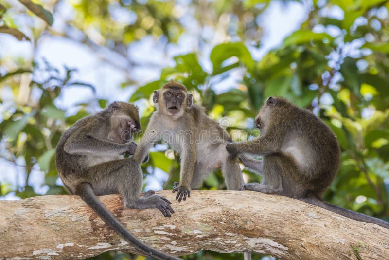 Long-tail Macaque Monkey in the Jungle in Borneo Stock Image - Image of ...
