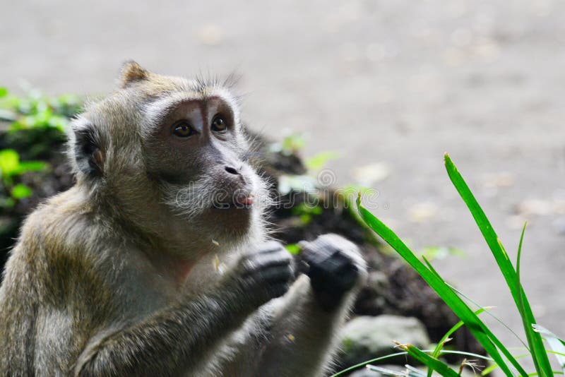 Long Tail Monkey Alone is Begging Stock Image - Image of beseech ...