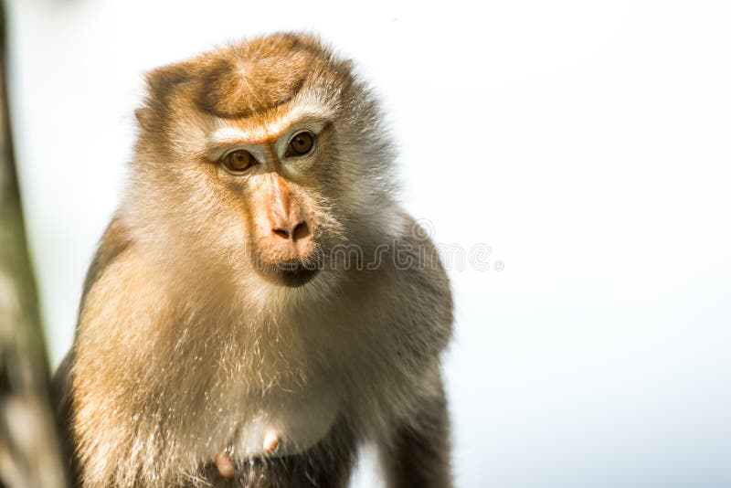 Long tail monkey stock image. Image of mammal, chimpanzee - 91112573