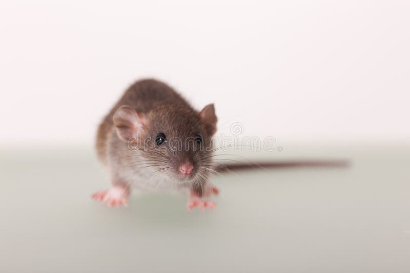 Rat with a big tail stock image. Image of fluffy, cute - 26473653
