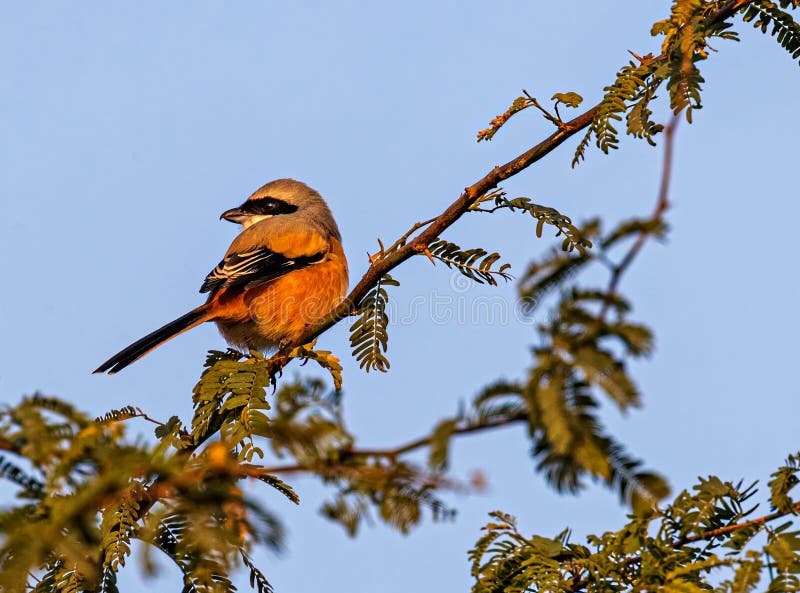 Long Tail Shrike in Side Shot Stock Photo - Image of green, tail: 238548620