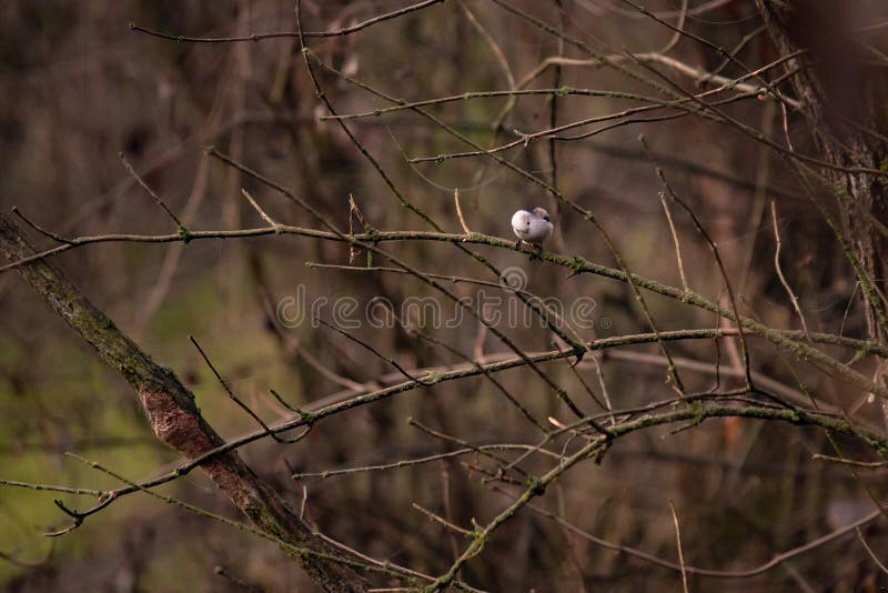 Long Tail Tit Standing on a Branch in Spring Season. a Cute Titmouse ...