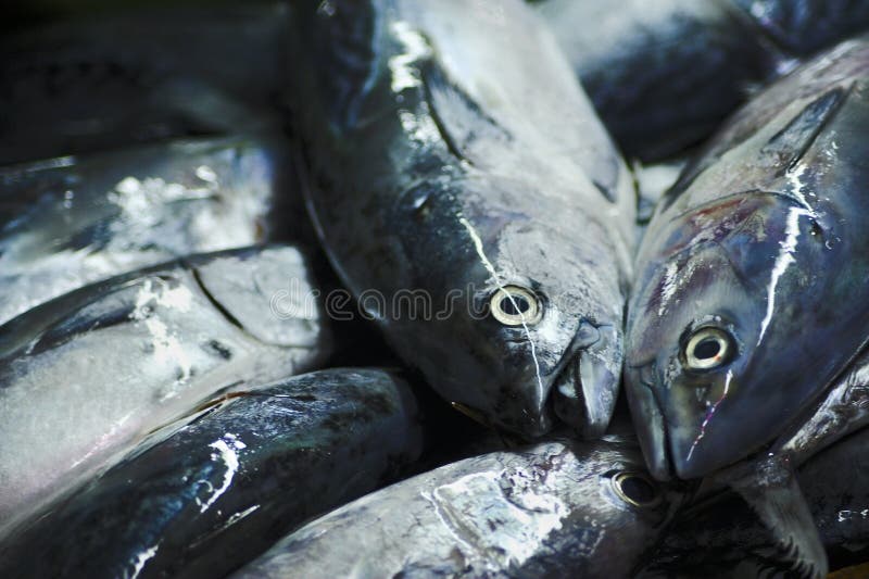 Long Tail Tuna stock photo. Image of scale, longtail, fish - 2622710
