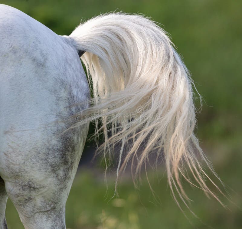 Long Tail of a White Horse in the Park. Stock Photo - Image of white ...