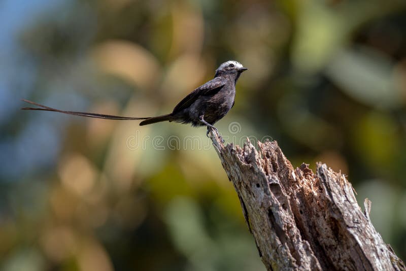 Long-tailed Bird Perched on a Log with Its Tail Extended Stock Photo ...