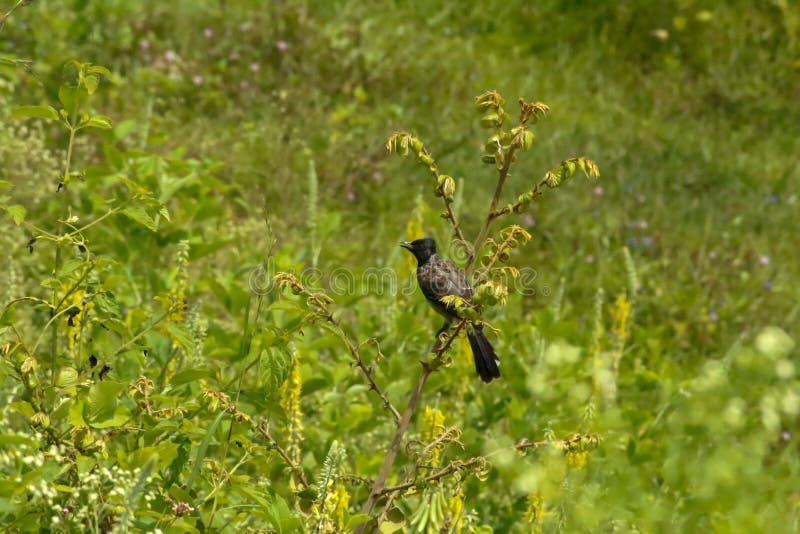 Long Tailed Bird Perches Behind the Plant and Looks Forward. Good ...