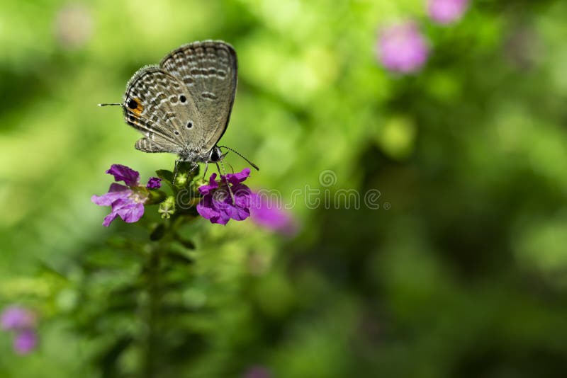 Long-tailed Blue Butterfly, Lampides Boeticus Stock Image - Image of ...