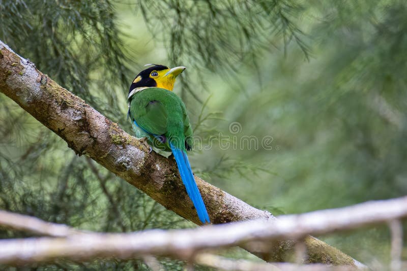 Long-Tailed Broadbill Bird on Tree Branch at Nature Deep Forest Jungle ...