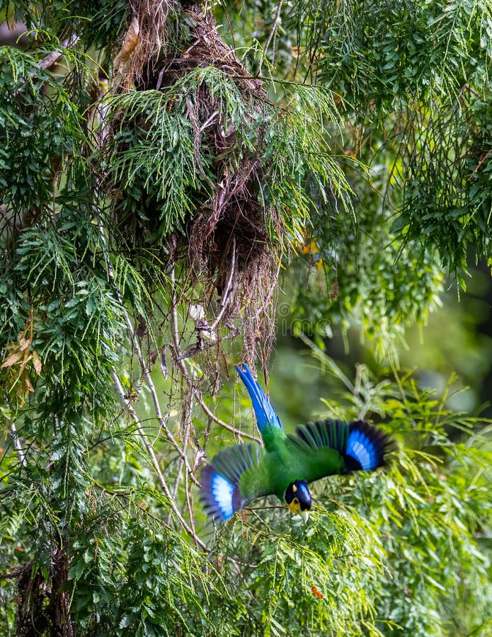 Long-Tailed Broadbill Bird on Tree Branch at Nature Deep Forest Jungle ...