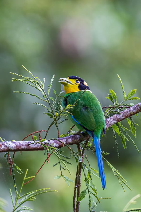 Long-Tailed Broadbill Bird on Tree Branch at Nature Deep Forest Jungle ...