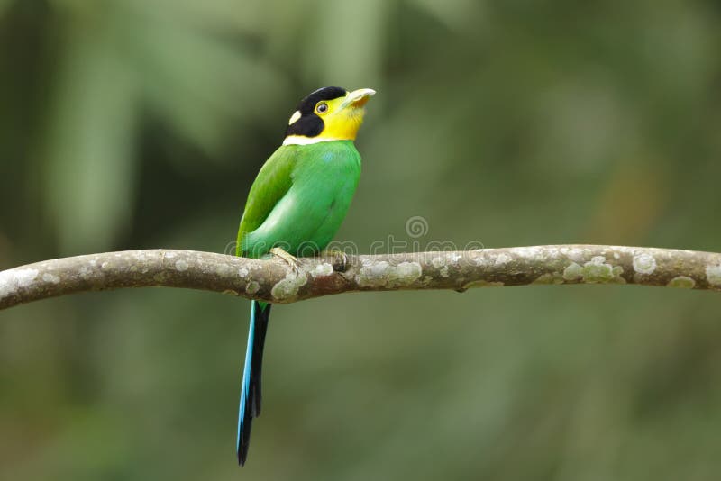 Long-tailed weasel at den stock photo. Image of long, wild - 2302406