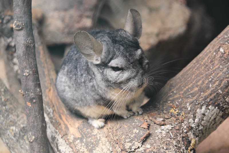 Long-tailed chinchilla stock photo. Image of rodent, lesser - 59946014