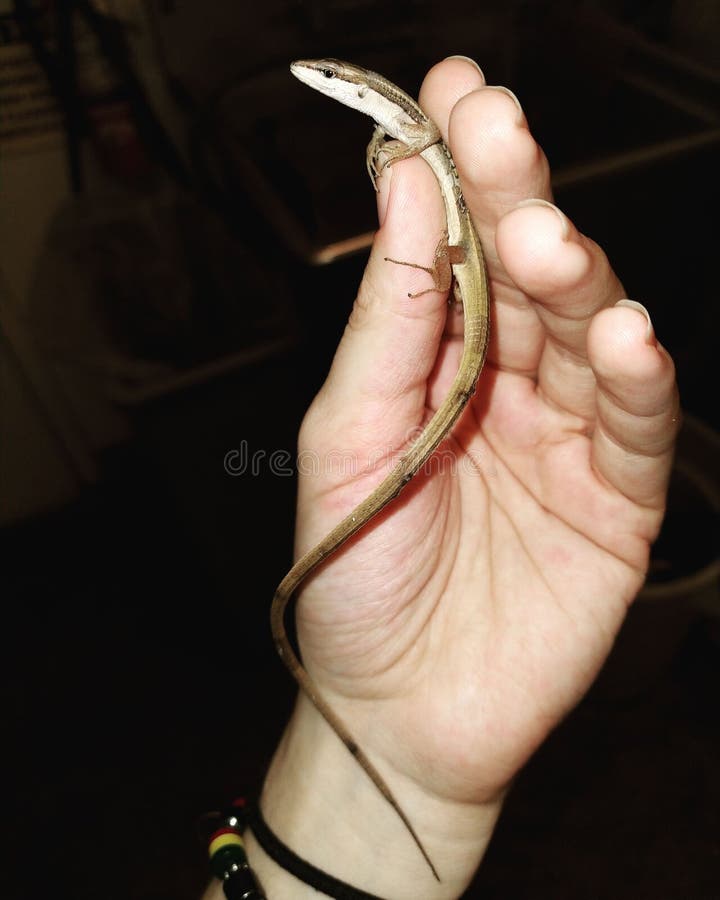 Long Tailed Chinese Grass Lizard Stock Photo - Image of hand, lizard ...