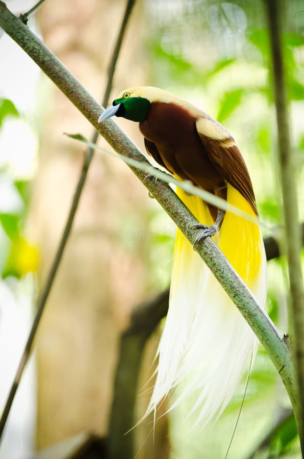 Long Tailed Colorful Bird stock image. Image of feather - 24759497